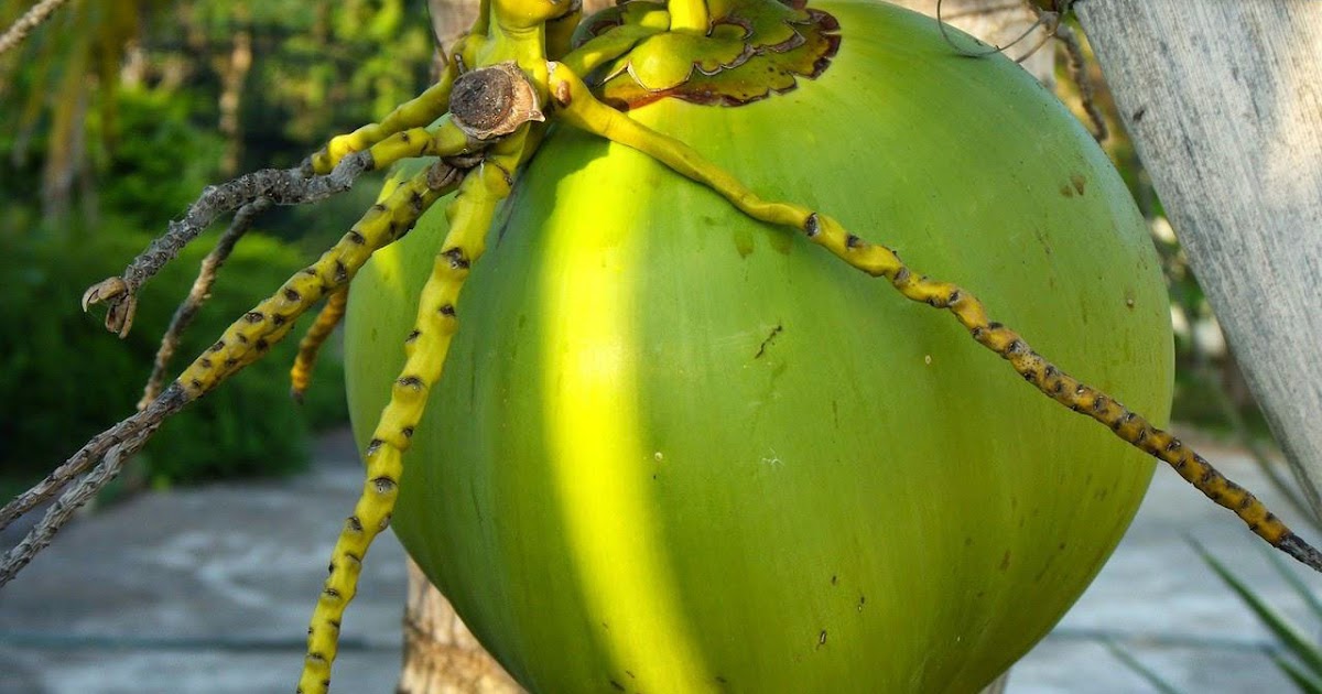 Manfaat Luar Biasa Buah Kelapa Bagi Tubuh Anda Manfaat Luar Biasa Buah Kelapa Bagi Tubuh Anda