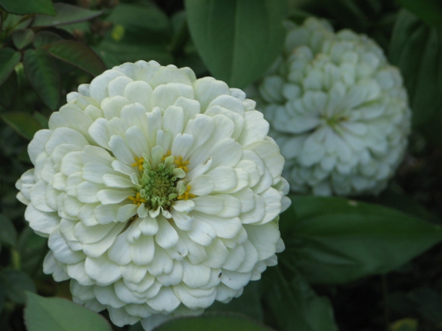 If only sweat were irrigation...: Sundry delights