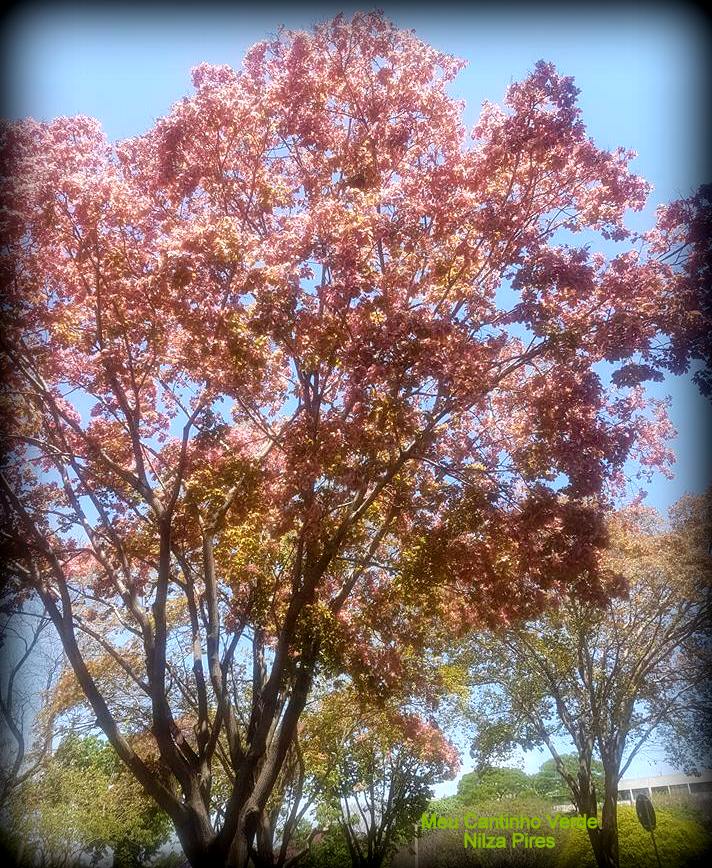 Meu Cantinho Verde: SAPUCAIA - ( Lecythis pisonis Cambess )