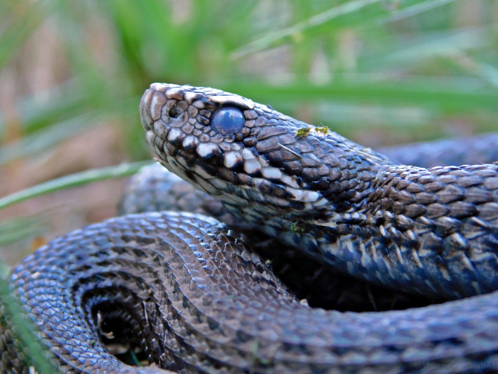 Sargantanes i Dragons: Vipera seoanei - Escurçó cantàbric