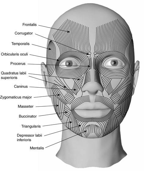 Medical Transcription: Facial muscles