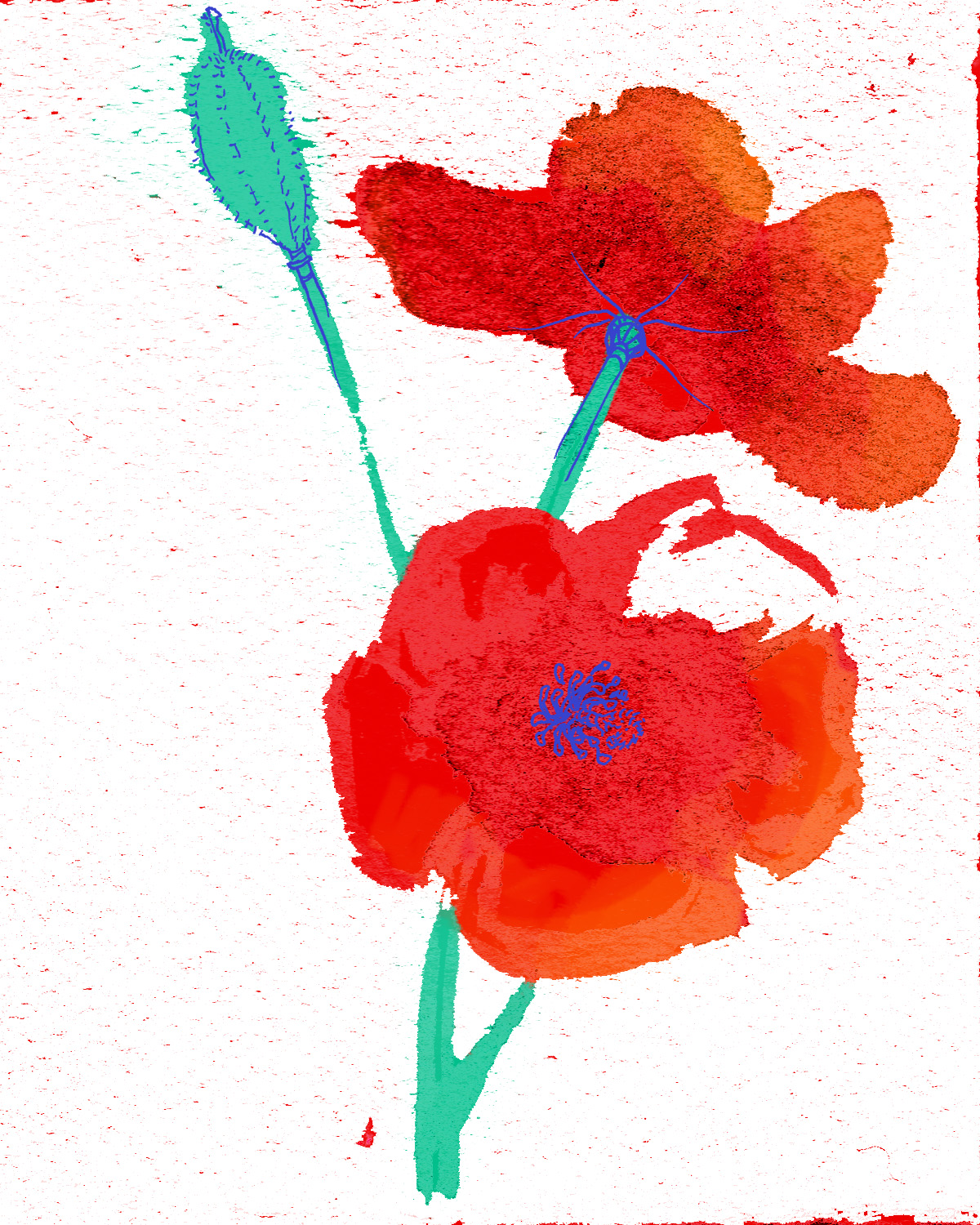 Kate Radomski Illustration: Flowers