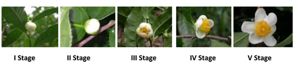 innovate TEA....: Floral Biology & Plant Breeding objective of tea