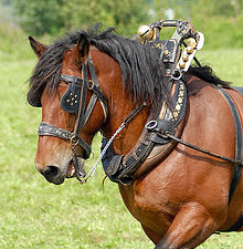 Hamut nedir ne demektir? Anlamı - Laf Sözlük