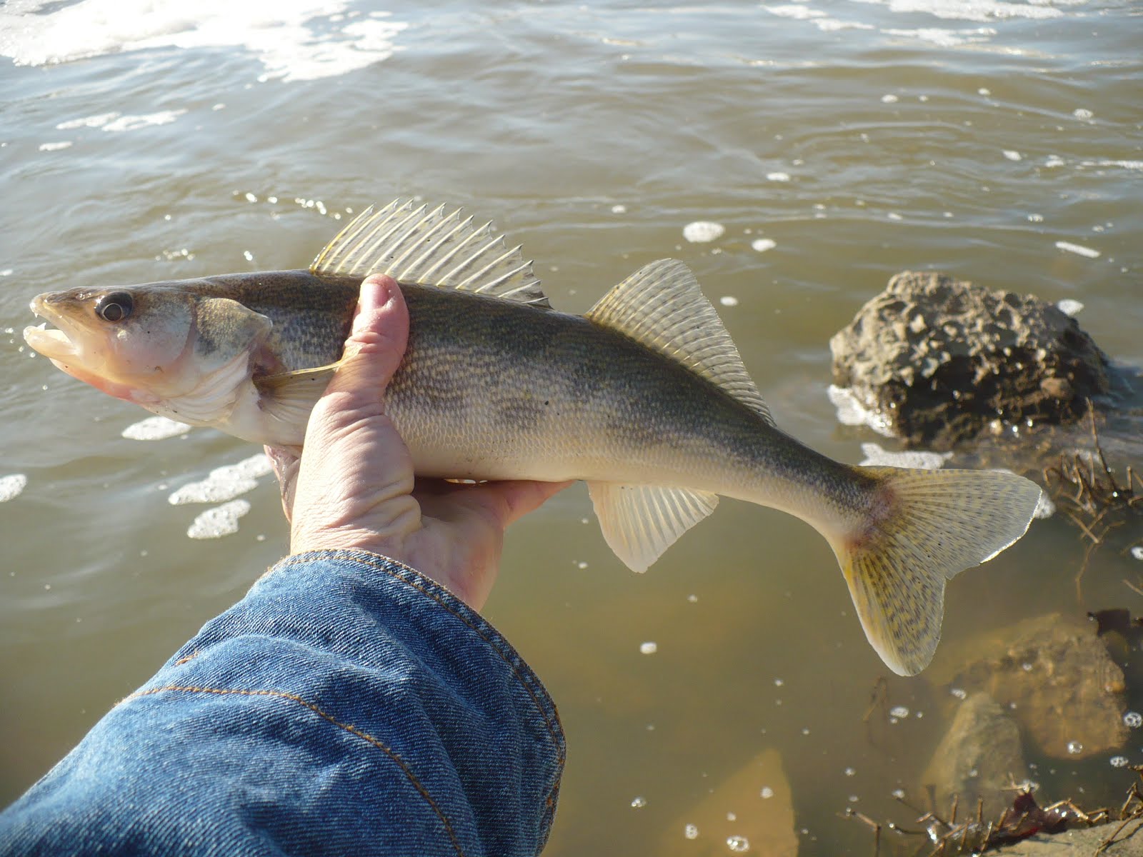 Steven outside: Saugfishes