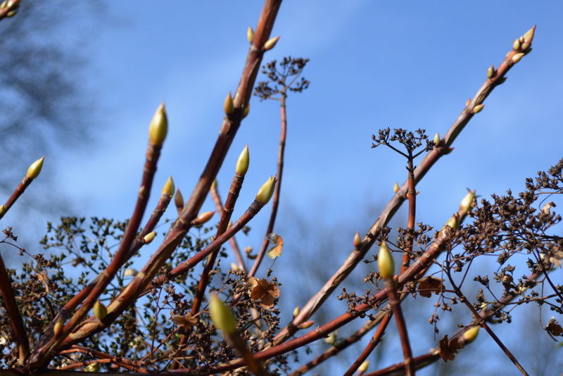 Opvallend onopvallend: Early signs of Spring