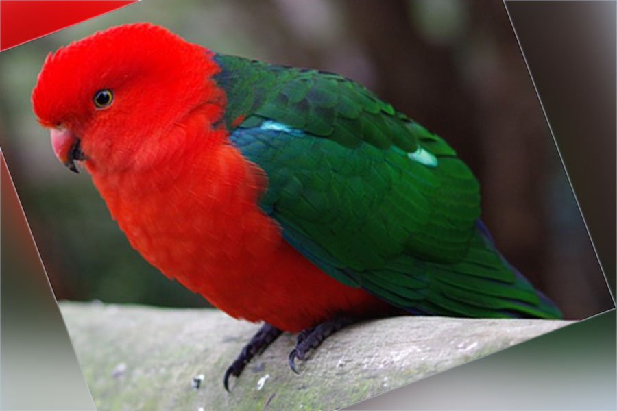 All Wallpapers: Australian King Parrots