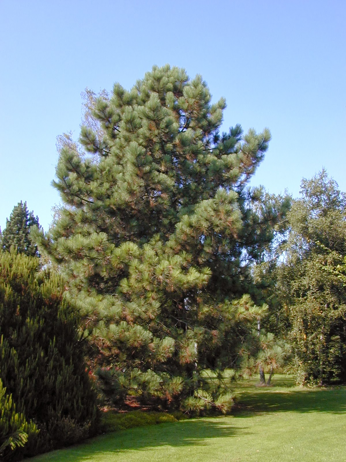 Trees of Santa Cruz County: Pinus coulteri - Big-Cone Pine