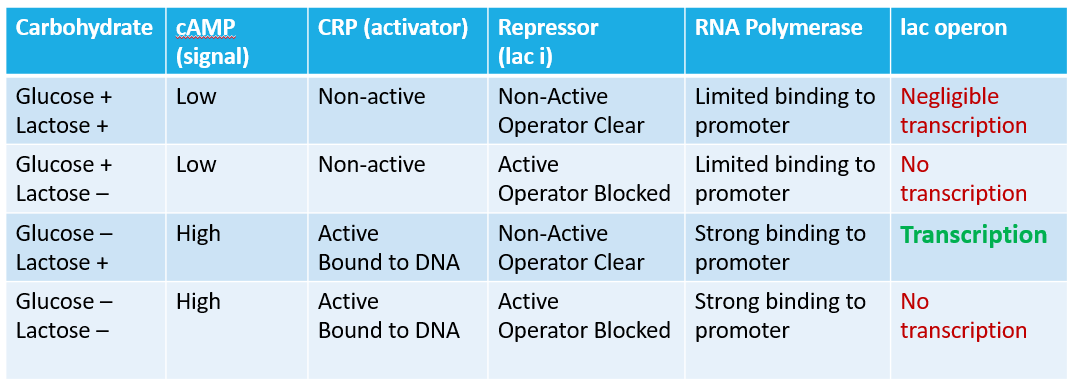 BOLO Biology Newsletter Archive: lac operon