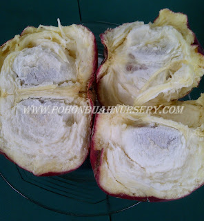 PBN: Bisbul (Diospyros blancoi A. DC)