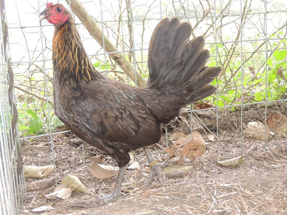 Granja R. Greer, Gallos Finos, Aves de exhibición y más: EL GALLO BROWN RED