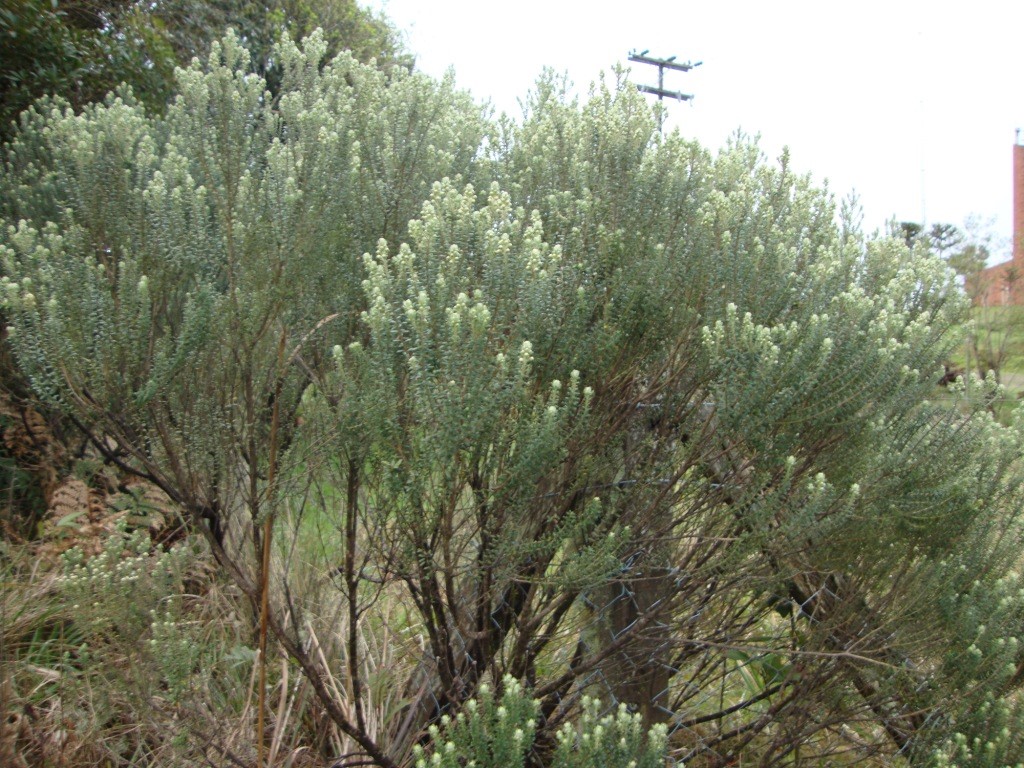 Aceites Esenciales de Baccharis dentata y Baccharis uncinella ...
