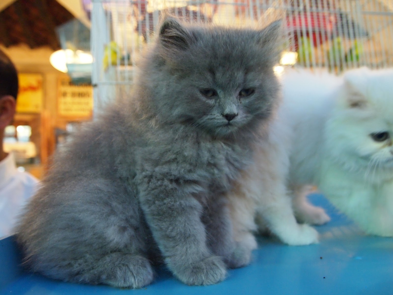 ana mumkin - انا ممكن: Daily Dose of Cuteness - Courtesy of the Pet ...