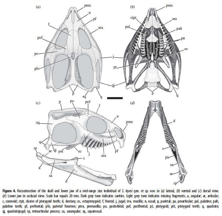 The Dragon's Tales: Sphenotitan leyesi: a new Herbivorous Sphenodontian ...