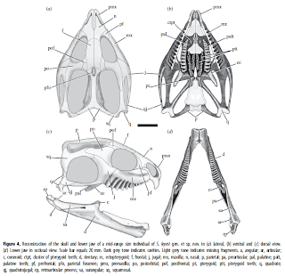 The Dragon's Tales: Sphenotitan leyesi: a new Herbivorous Sphenodontian ...