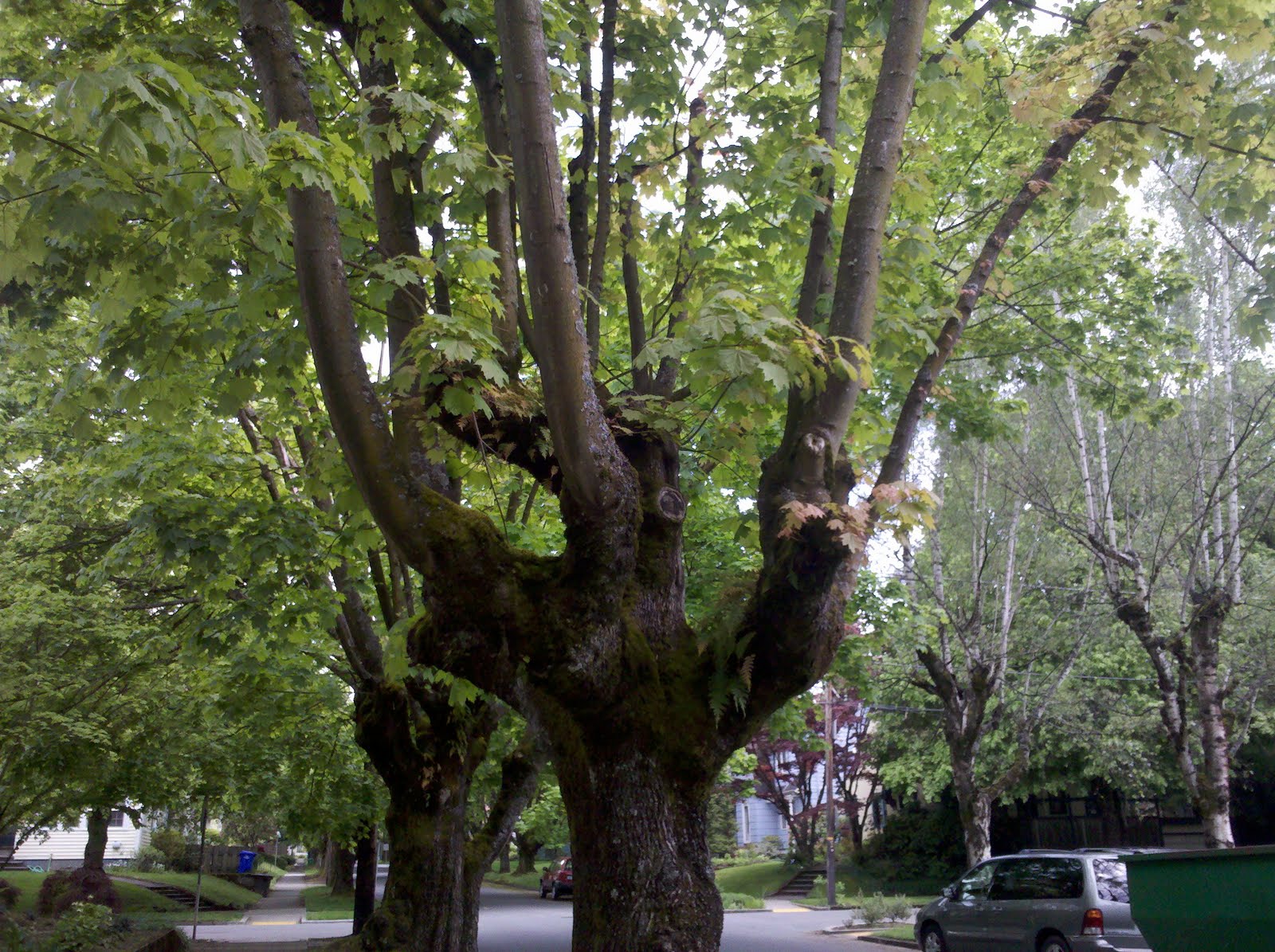 Tree Issues in NE Portland: Tree #8: Regrown Pollards
