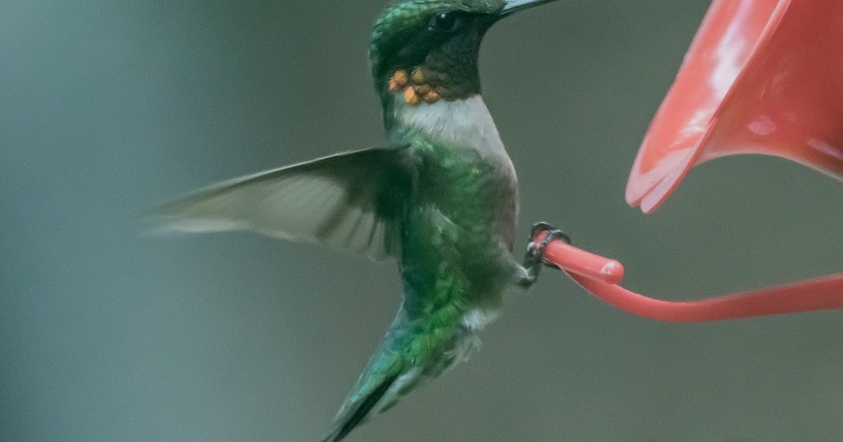 Photo Musings of a Marshwiggle - Welcome to Narnia: Hot Summer Friday ...