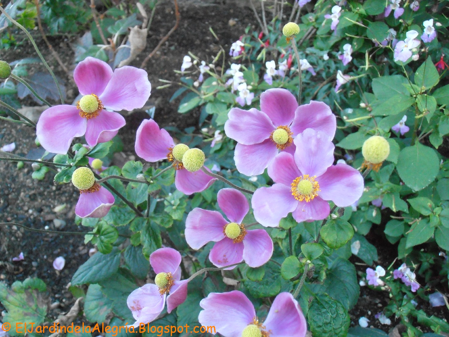 El jardín de la alegría : Anemone hupehensis var. japonica 'Splendens ...