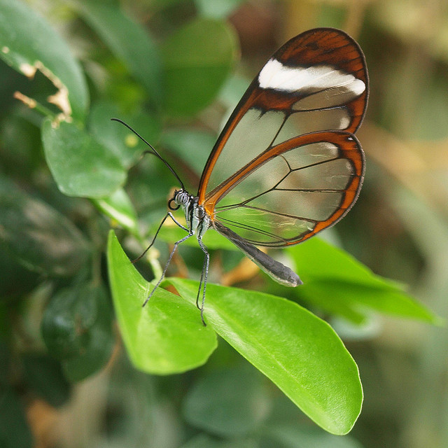 The Incredible Glasswing Butterfly | The Ark In Space
