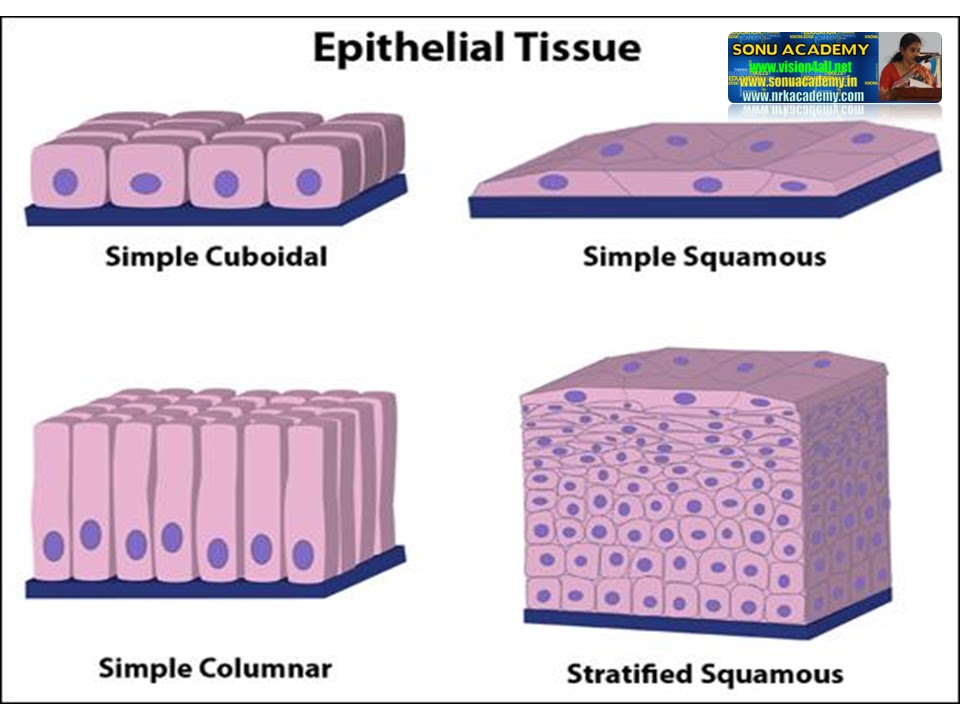 SONU ACADEMY: ANIMAL TISSUES- EPITHELIAL TISSUE-TEXT