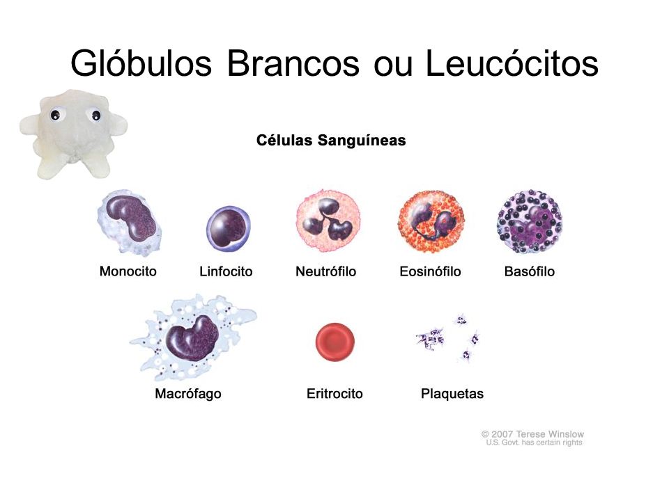 Fisiologia do Sistema Imune: As Células do Sistema Imune