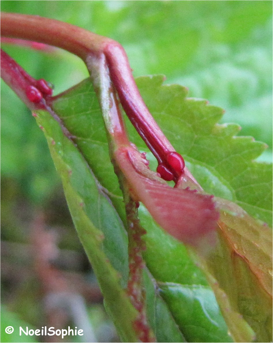 Le n'oeil de Sophie: avril 2011