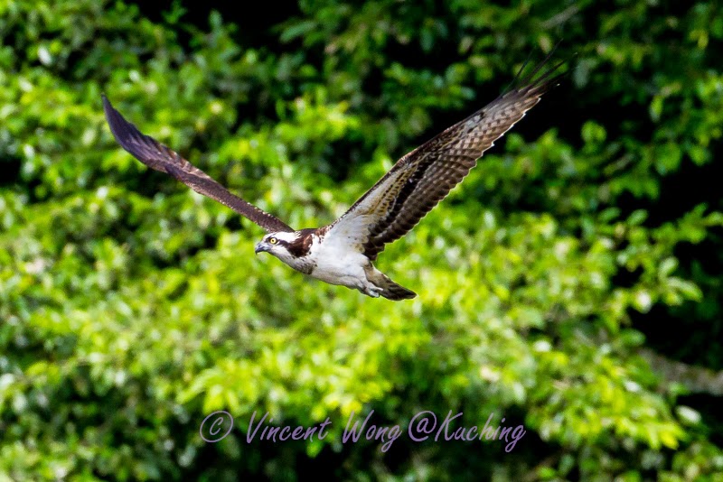 Malaysian Nature Society Kuching Branch: Asian raptors & their ...
