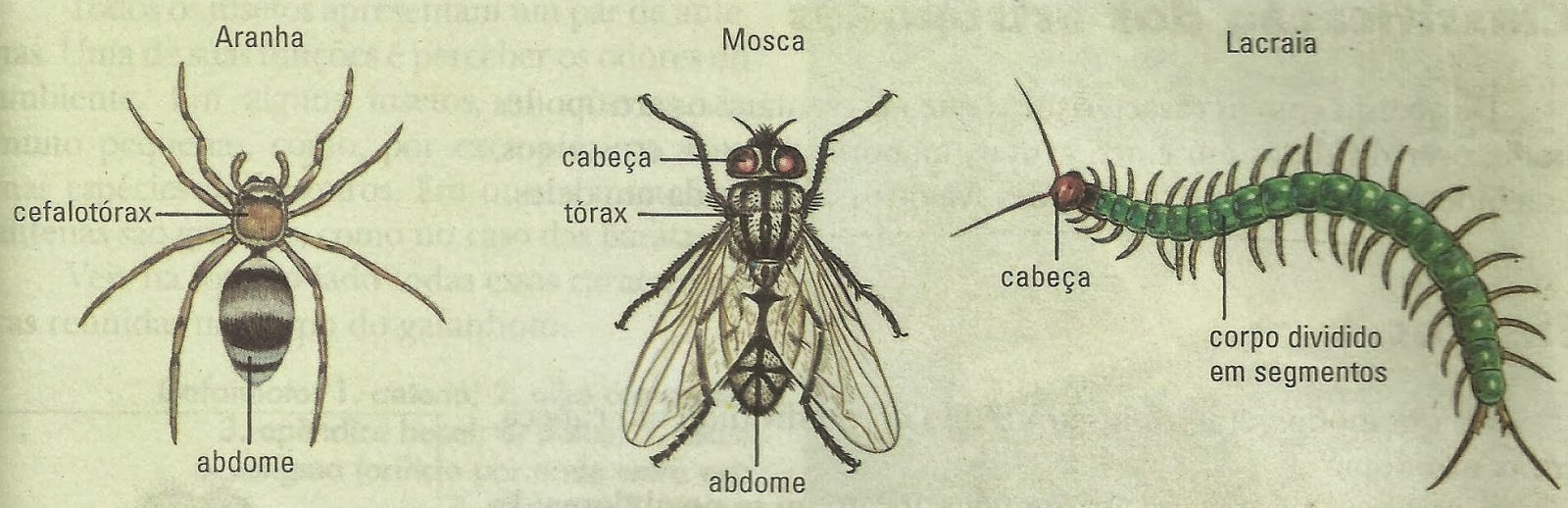 Segundo Ano Biologia: Artrópodes