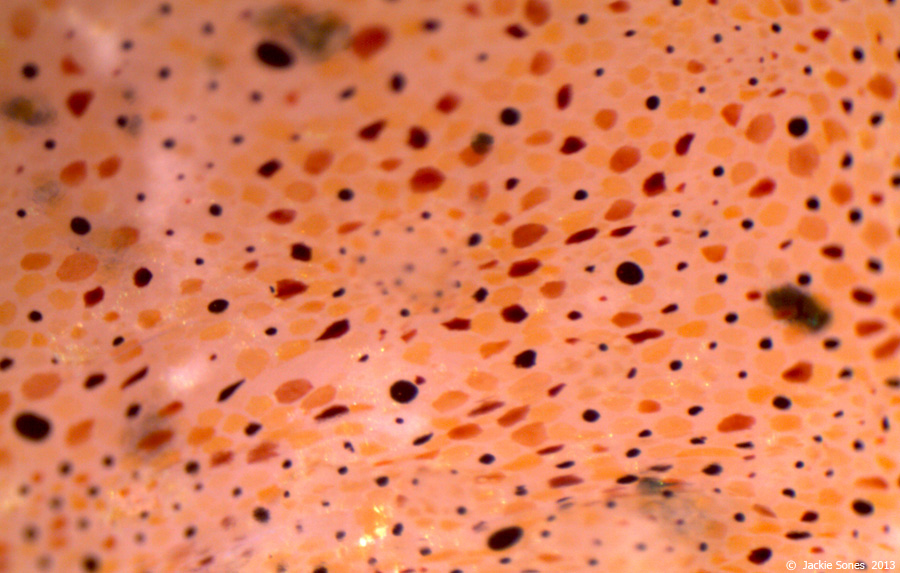 The Natural History of Bodega Head: Living paint