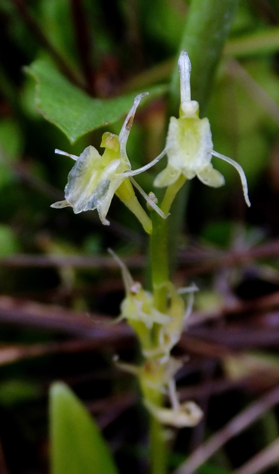 Plants Amaze Me: Michgan Fens, Michigan Wild Orchids