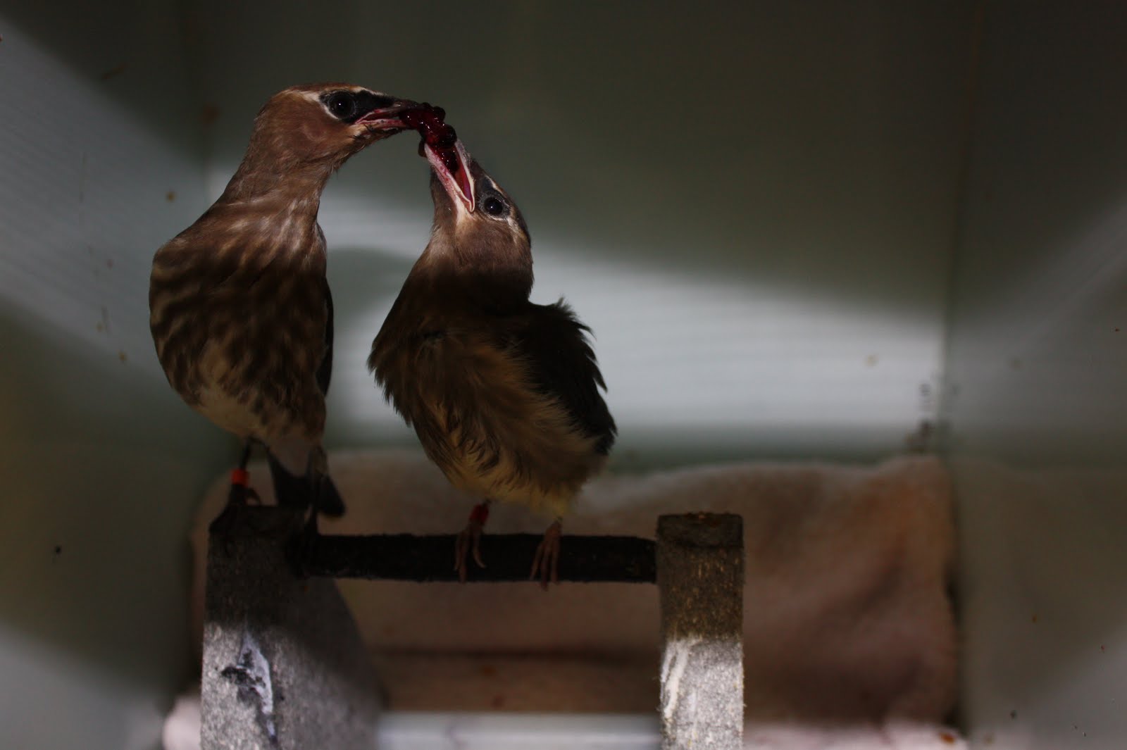 AnimalKind: Wildlife Rehabilitation