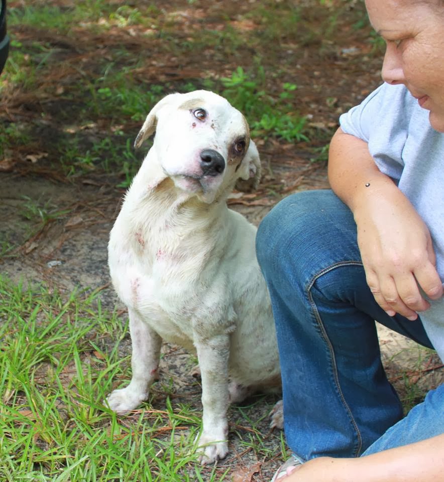 Pit Bulls and Other Animals....: Three dumped dogs in Georgia being ...