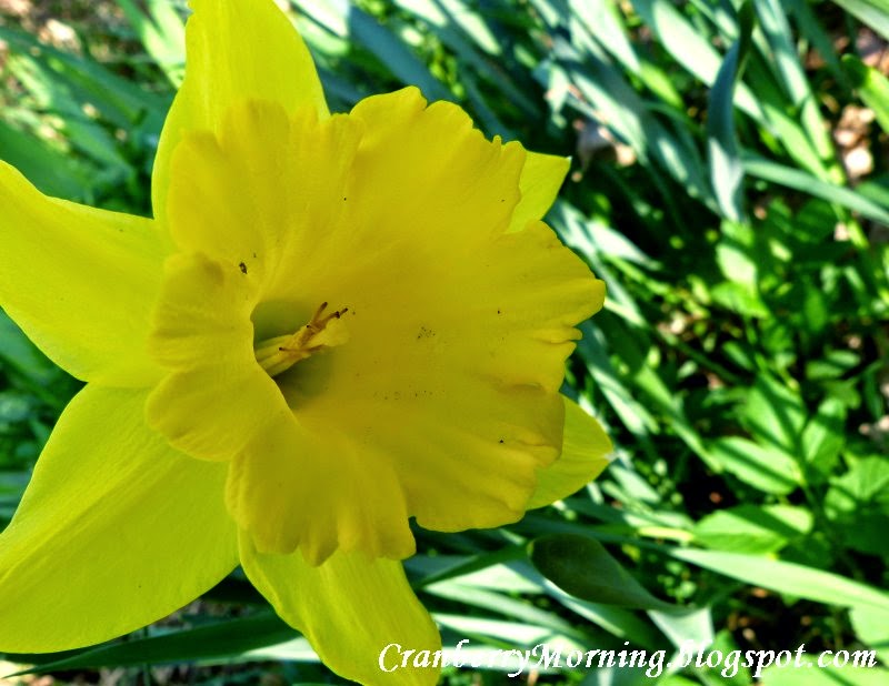 Cranberry Morning: April - Daffodils, Baby Chicks, Dogs, Bunnies, and ...