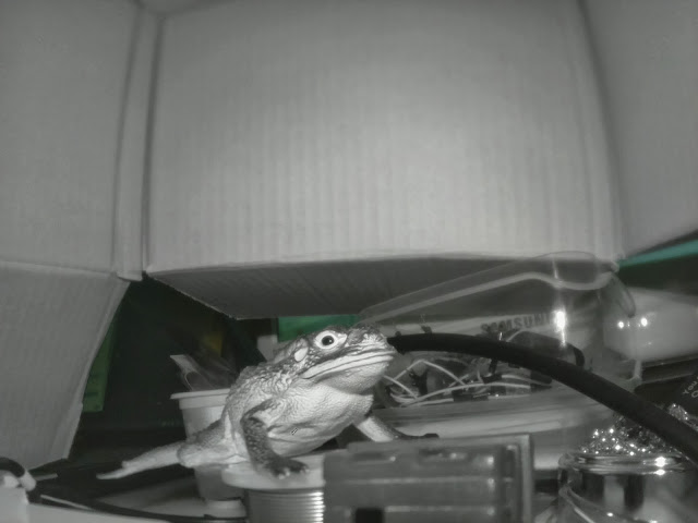 Bufocam: the toad tunnel camera: 2013