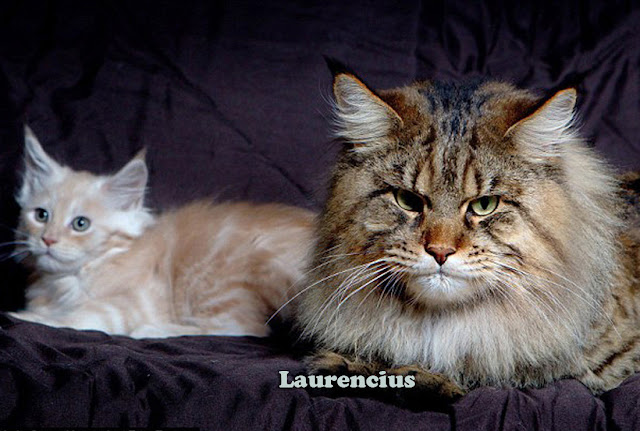 40+ Gambar Kucing Raksasa, Info Baru!