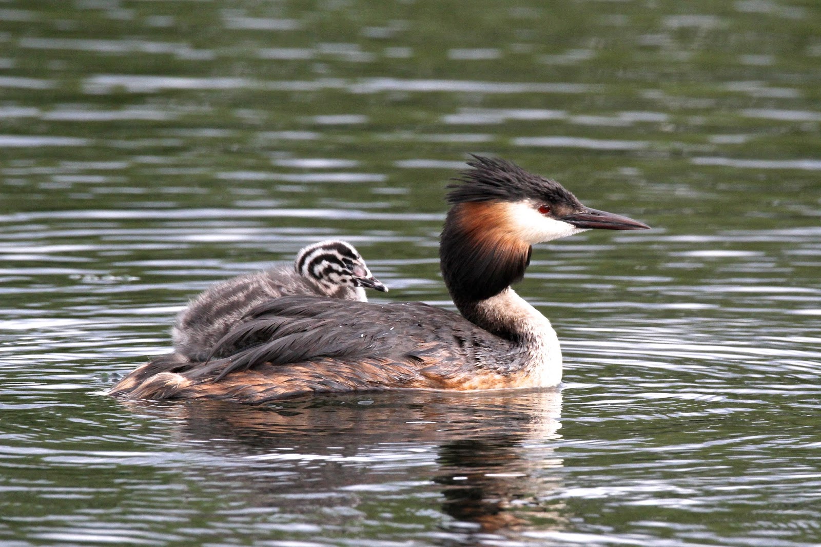 TrogTrogBlog: Bird of the week - Great crested grebe