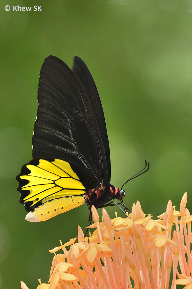 Butterflies of Singapore: 2015