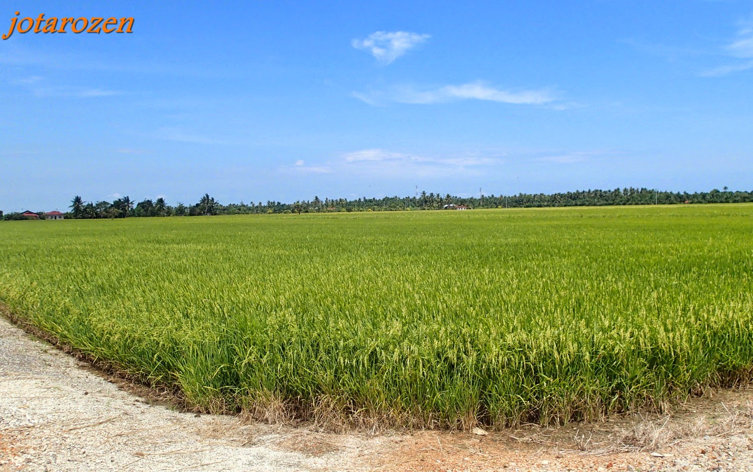 Footsteps - Jotaro's Travels: Gallery : Scenic Sekinchan Padi Fields
