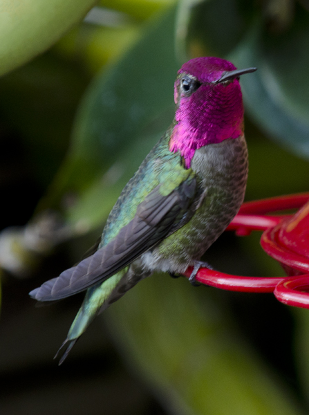 The Wayward Hawaiian: Anna's Hummingbird