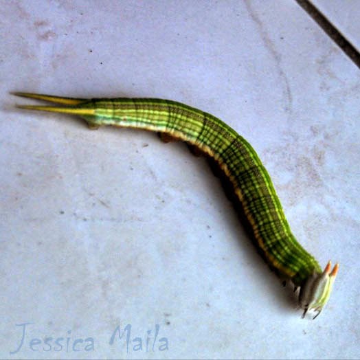 Insetologia - Identificação de insetos: Lagarta Opsiphanes em Santa ...