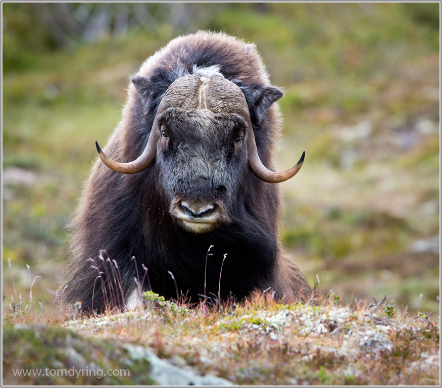 TOM DYRING WILDPHOTO / NN: MOSKUS / MUSK OXEN IN DOVRE MOUNTAIN PLATEAU