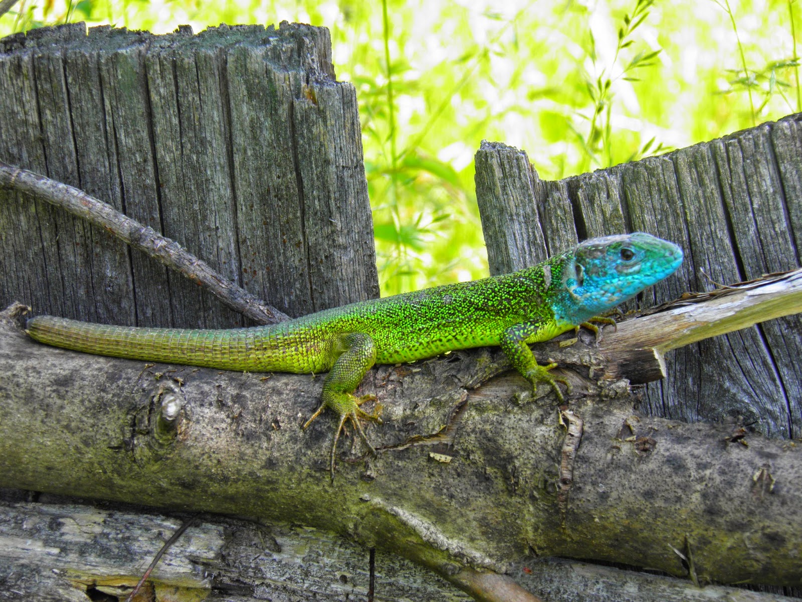 PASARI DIN ROMANIA: REPTILE ( 2 ), Soparle