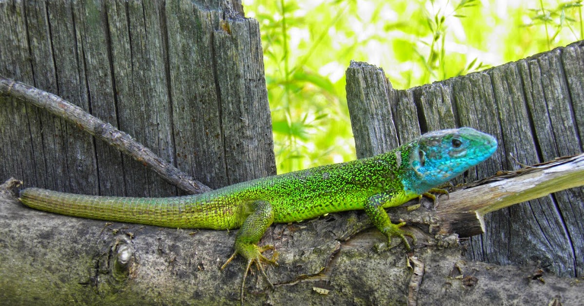 PASARI DIN ROMANIA: REPTILE ( 2 ), Soparle