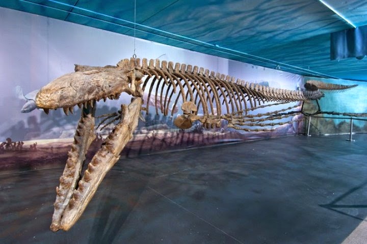 Dinosauro Antonio: IL MOSASAURO FINITO NEL GUINNESS DEI PRIMATI