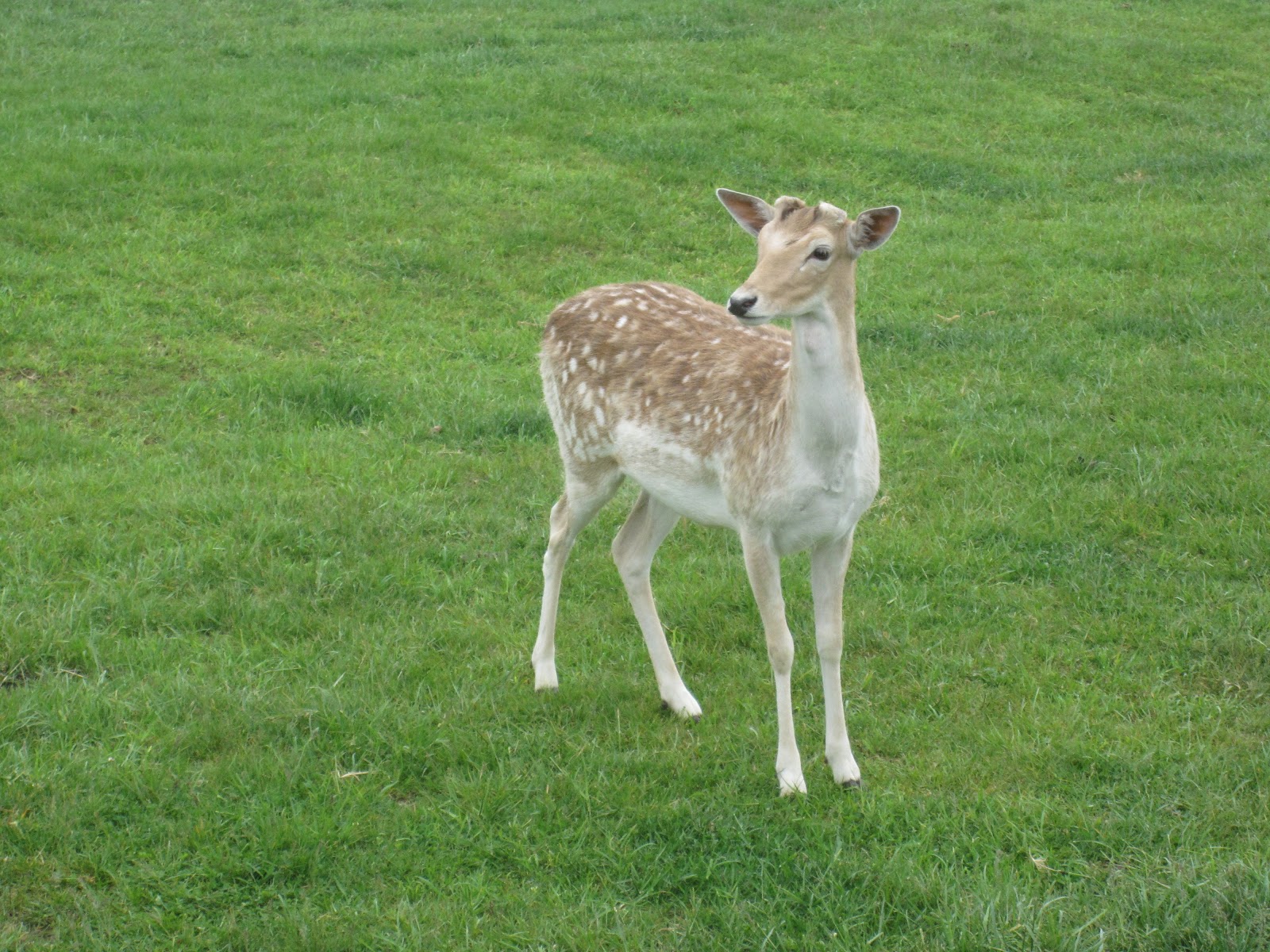 The Good Family: Lake Tobias