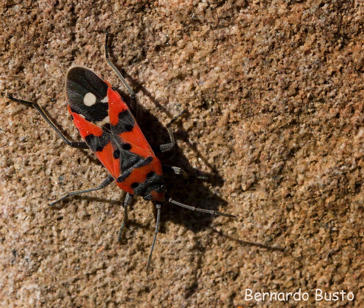 RÍA DE LA VILLA: El primer chinche del año