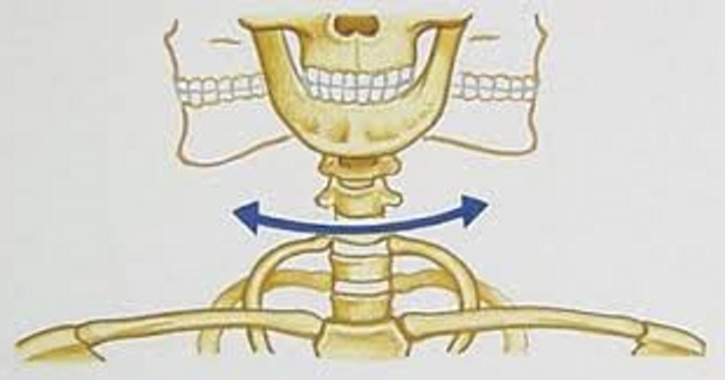 4 Macam Sendi pada Manusia serta Contohnya - Obat Sakit 2011