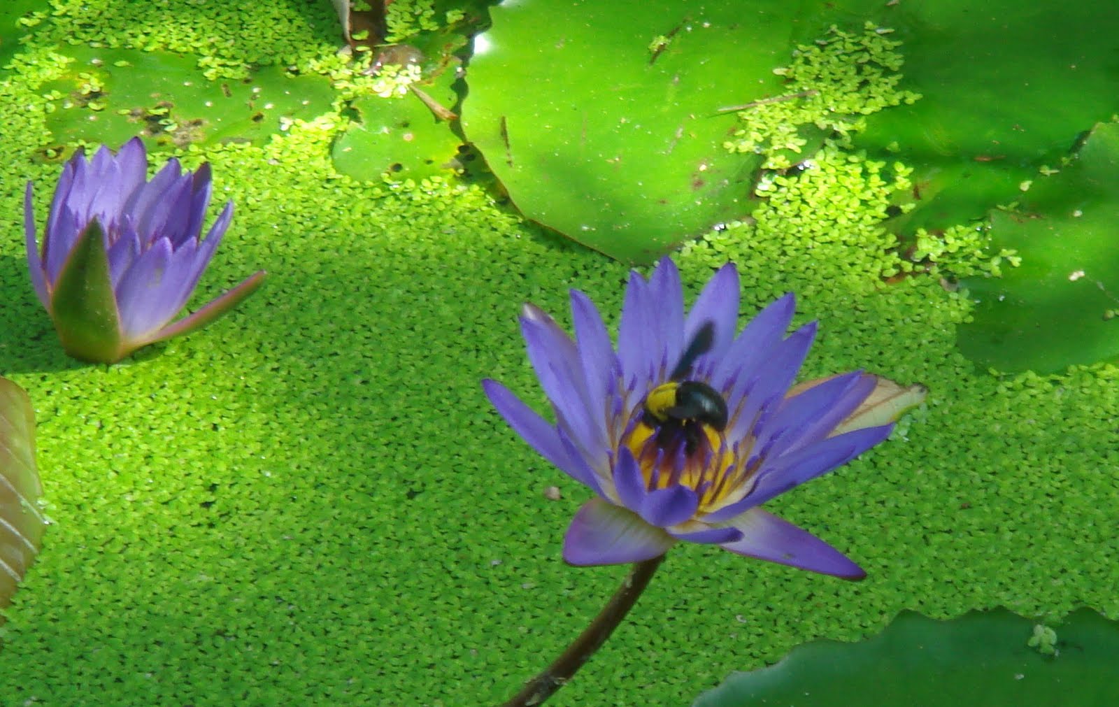 Learn the Flowers: The Lotus Life Cycle