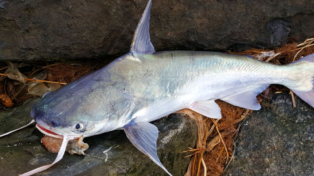 Mosquito Lagoon & Indian River Fishing: Jetty Fishing