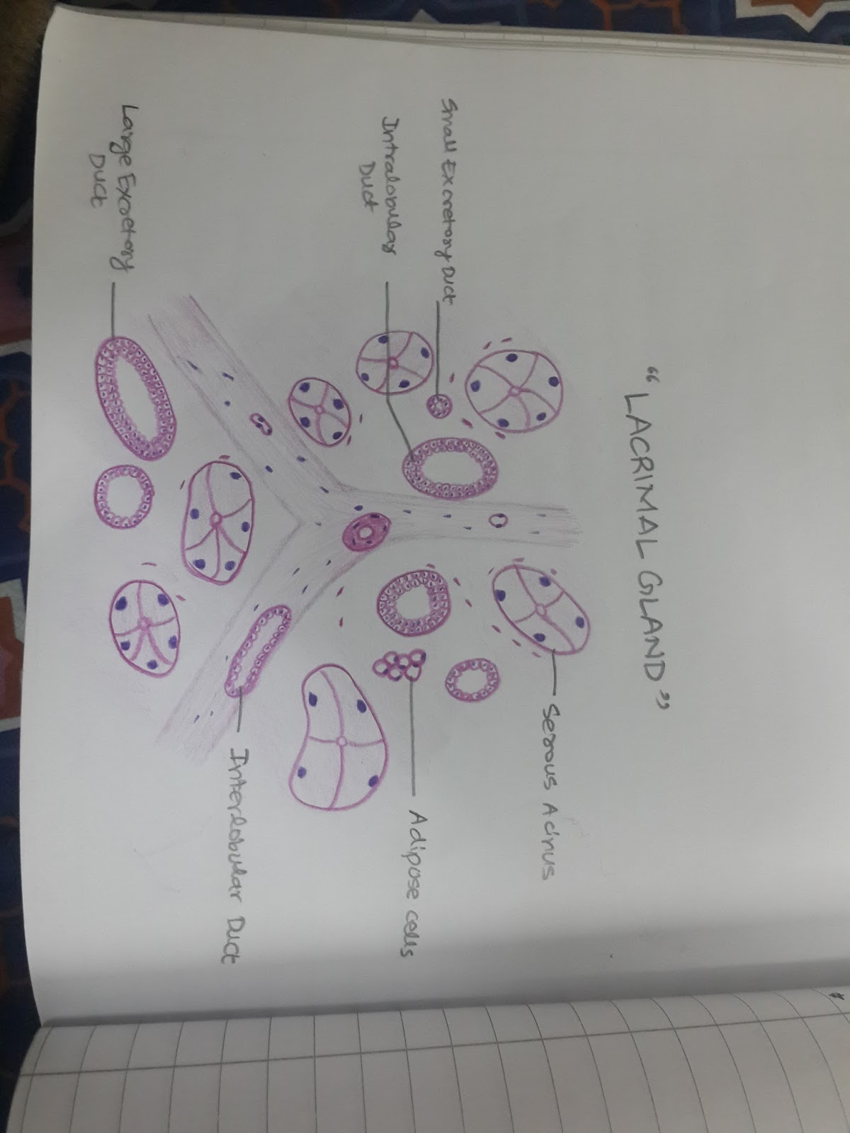 Histology Diagrams for 2nd Year MBBS